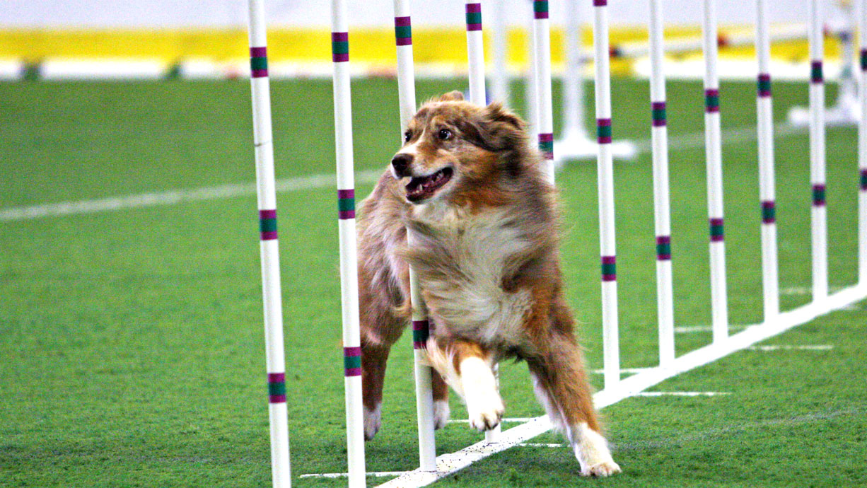 Home • Breakaway Action Dogs