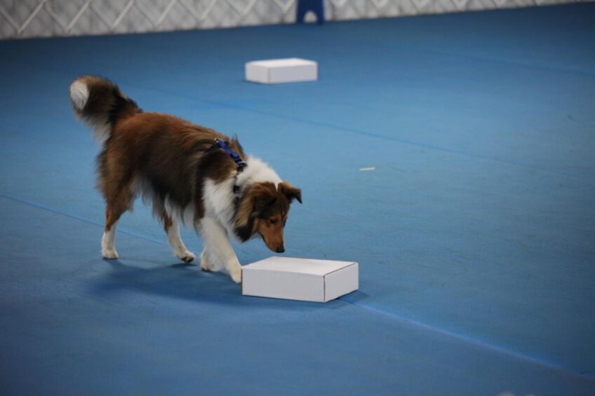 Home – Breakaway Action Dogs